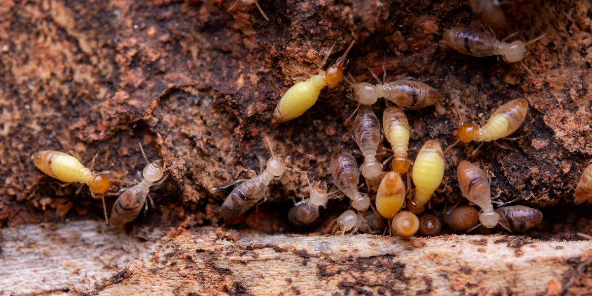 DIY Pest Control: Find Hidden Pests With Inspection Cameras — Teslong